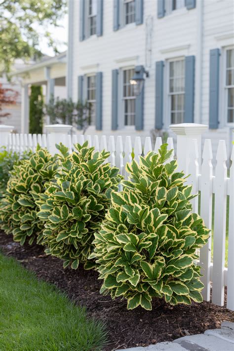 19 Best Low Growing Shrubs For The Front Of Your House Artofit