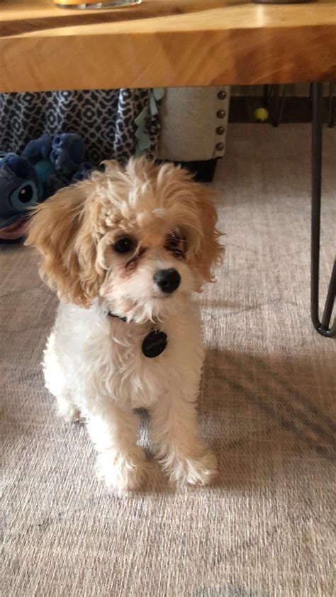 180 Best Rcavapoo Images On Pholder Does Anyone Know What This Is