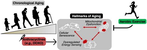Influence of aerobic exercise on mitochondrial dysfunction, cellular... | Download Scientific ...