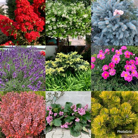 თემურ 🟩 ფერი ბაღში 🟩 ძალიან მომწონს ფერადი ბაღი 🟩 ფერი ლანდშაფტის დიზაინერის ყველაზე