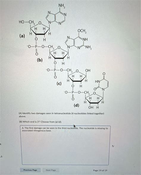 Solved A ﻿identify Two Damages Seen In Tetranucleotide 4