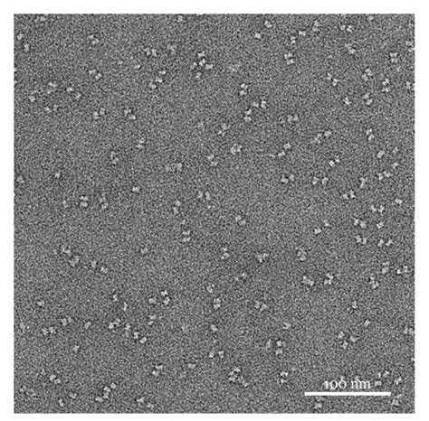 4 Crop Of A Negative Stain Em Micrograph Of Acad9 Ecsitctd The Small Download Scientific