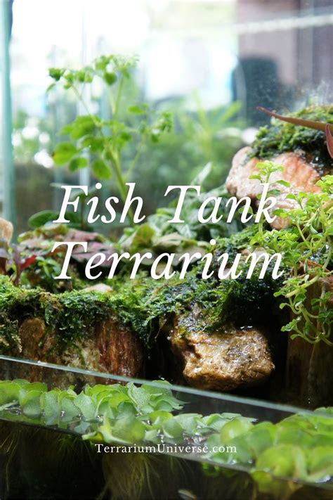 Fish Tank Terrarium With Plants In It And The Words Fish Tank Terrarium