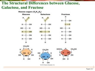 Carbohydrates Ppt Ppt Chemistry Science