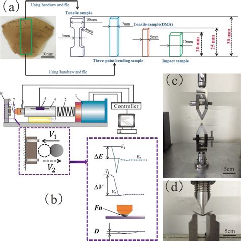 Diagram Of Experimental Sample And Tester A Shapes Of Tensile