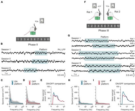 Frontiers Neural Bases Of Freedom And Responsibility