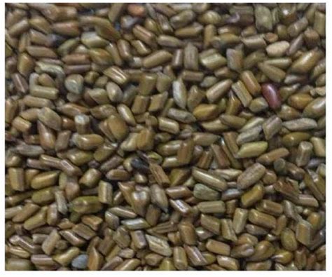 Cassia Laevigata Seeds At ₹ 4500kg Tree Seeds For Reforestation In Dehradun Id 2853570107955