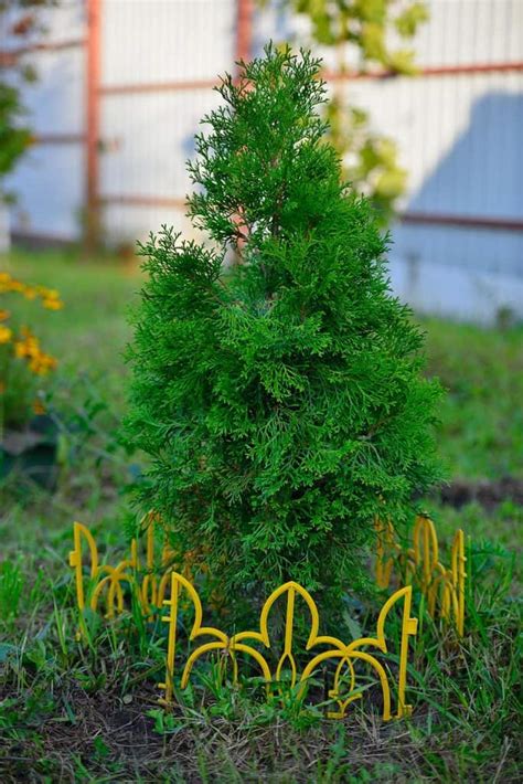 Should You Fertilize Arborvitae
