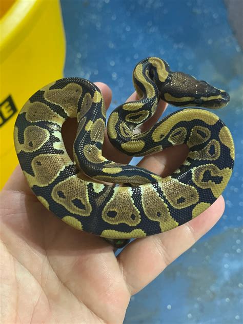 13 Group Champagne Poss Het Ghost Pied With Females Ball Python By