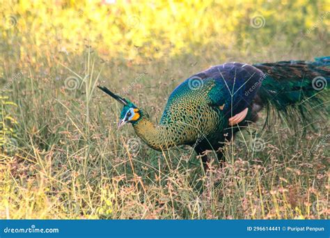 Peacock Walking In The Grass Stock Image Image Of Pride Pheasant