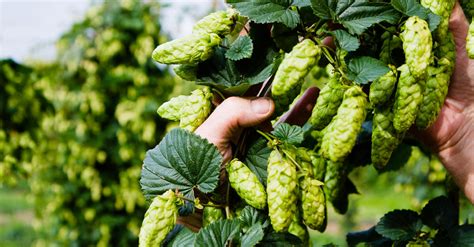 This Years Us Hop Harvest Is The Biggest Ever Vinepair