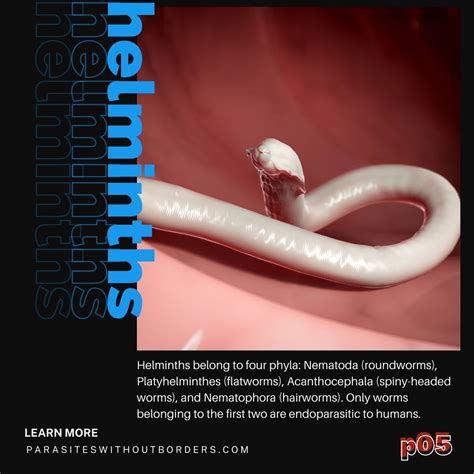 Parasites Without Borders On Linkedin What In The World Is A Helminth