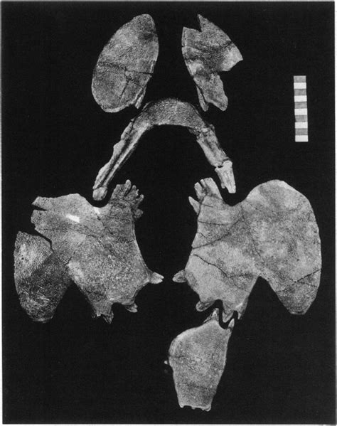 Cycloderma Frenatum Plastron Of Ucmp 82989 From The Pliocene Chiwando