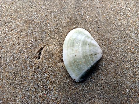 科学网—滤食性海洋贝类碳代谢及固碳机理研究 郑永军的博文