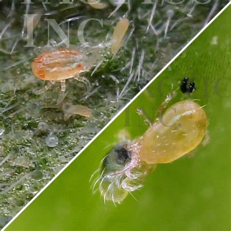 Spider Mite Control Mi Beneficials
