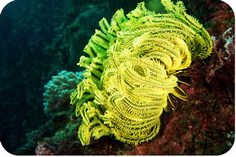 Echinoderms Read Biology Ck 12 Foundation