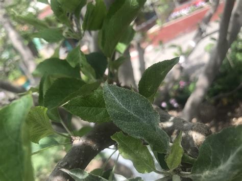 Apple Disease Detection Object Detection Dataset By Sparsh Mehta