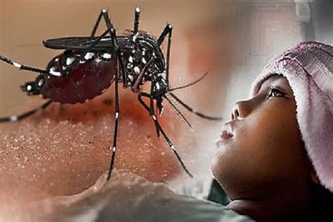 Daftar Kota Kasus Dengue Terbanyak Kota Bandung Memuncaki Posisi