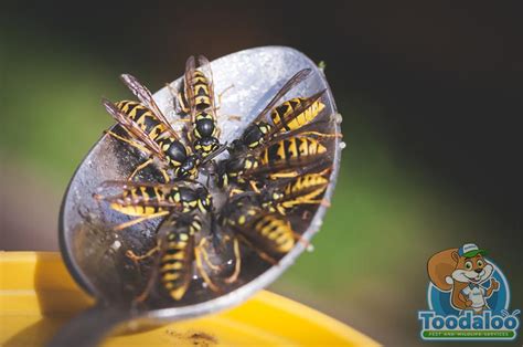 Wasp Removal Experienced Technicians Remove Wasps Safely