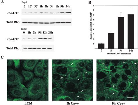 Endogenous Rho Activity Increases In Calcium Induced Keratinocyte