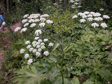 Heracleum Sphondylium Apiaceae