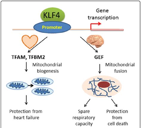 Klf4 Regulates Mitochondrial Homeostasis Download Scientific Diagram