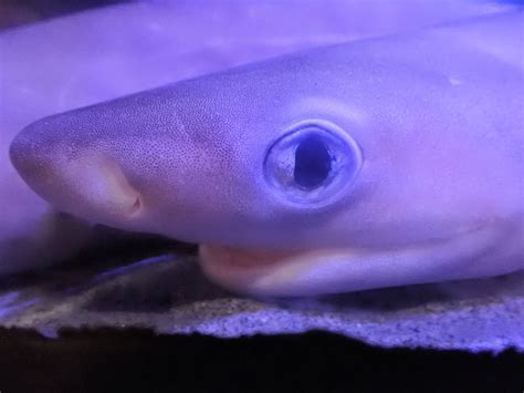 蒲郡市竹島水族館 公式 On Twitter 【緊急速報‼】 現在、超激レア深海古代ザメ『カグラザメ』を展示中‼ 竹島水族館では初展示と
