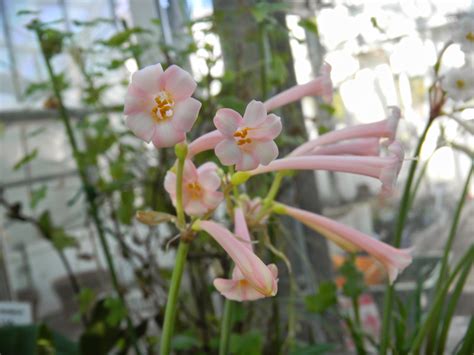 花！花！花！ 細長いラッパ