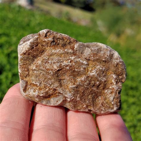 Stromatoporoid Sponge Fossil Crinoids Organ Pipe Coral Paleozoic Rock Lake Michigan Fossil