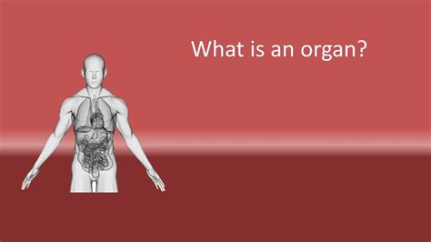 What Is An Organ Youtube