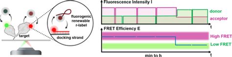 Bleachingresistant Nearcontinuous Singlemolecule Fluorescence And