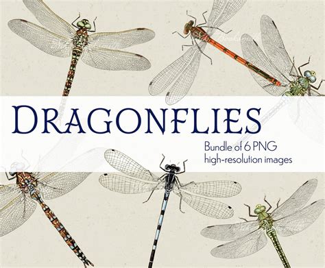 Dragonflies PNG Digital Kit Images With Transparent Backgrounds BLANK Templates For