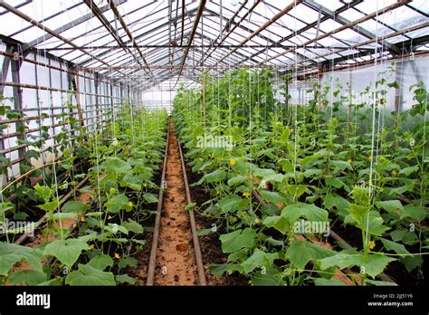 Growing Cucumbers In A Greenhouse Unique Greenhouse For Growing