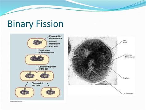 Bacterial Genetics Ch Ppt Download