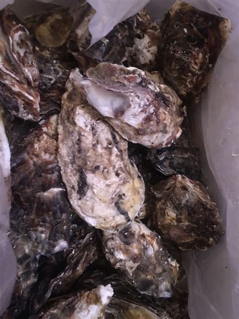 清蒸生蚝怎么做清蒸生蚝的做法豆果美食