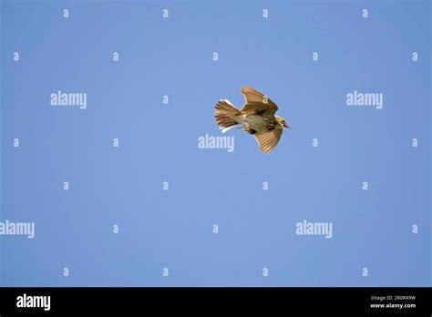 Tree Pipit Anthus Trivialis Adult In Song Flight Norfolk England United Kingdom Stock