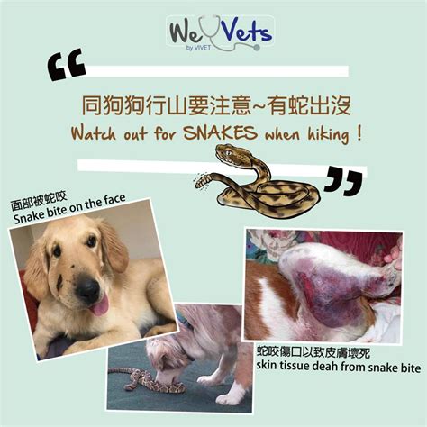 Vivet 好多朋友都會放假帶住狗仔去行山遠足～除左之前講過要小心中暑之外，亦都要留意地上的情況，因為隨時都會見到