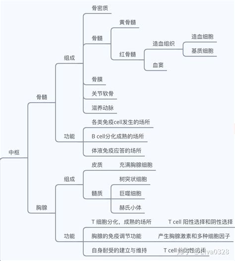 免疫学 02 免疫相关器官与组织 知乎