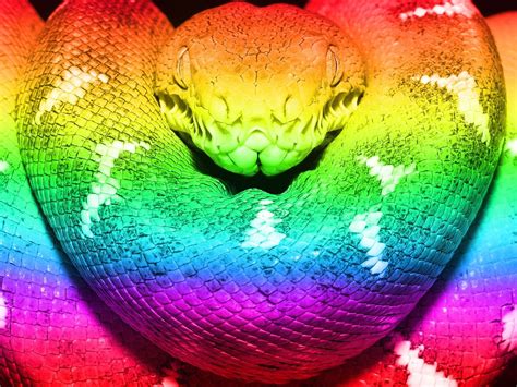 Colorful Snakes Wallpapers Wallpaper Cave