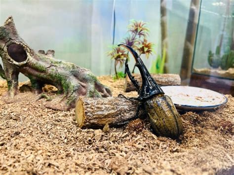 Som2 광주근교 아이랑 영암 아이랑 실내 가볼만한곳 영암곤충박물관 네이버 블로그