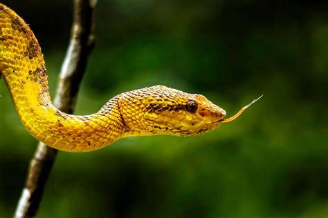 Hema Mohandas Insearchpk