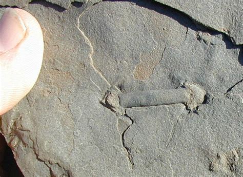 Fossils Fossils Virginia