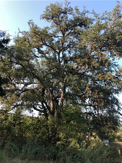 Escarpment Live Oak Quercus Fusiformis Uc Davis Arboretum And