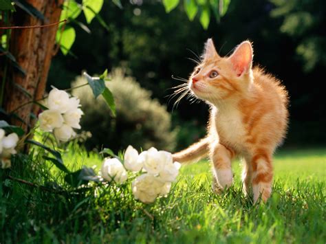 1920猫の写真の壁紙1 3 1600x1200 壁紙ダウンロード 1920猫の写真の壁紙1 動物 壁紙 V3の壁紙
