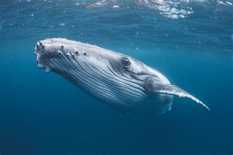 Zodiac Signs As Whaleswhich Marine Giant Are You