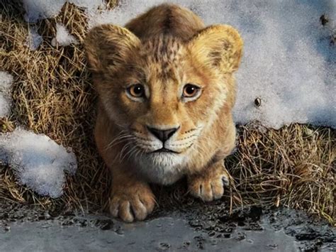 Saiba quando estreia Mufasa O Rei Leão no Disney Observatório da TV