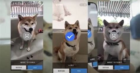 杭州推出了狗狗「鼻紋」身份證，讓寵物走失更快被尋回 T客邦 Line Today