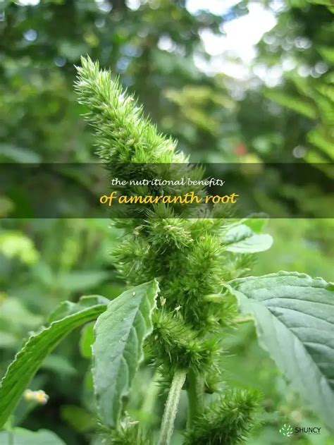The Nutritional Benefits Of Amaranth Root Shuncy