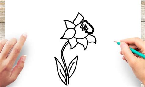 How To Draw Daffodils Step By Step Easy To Draw Daffodils Entertainment For All