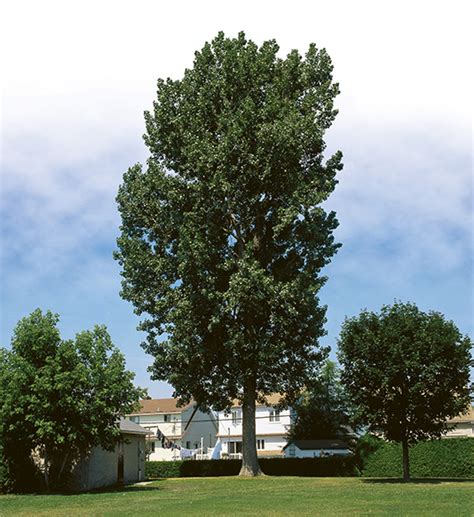 Populus Deltoides File Populus Deltoides Monilifera Foliage 